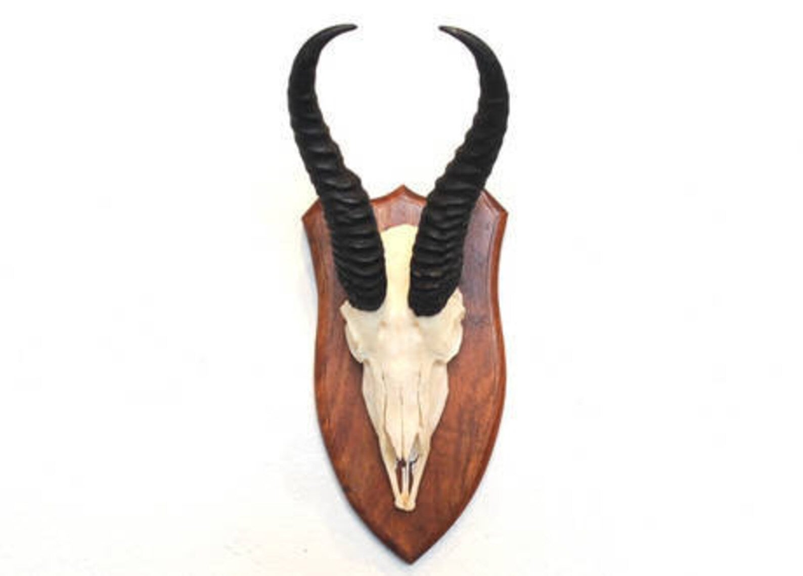 Springbok Skull